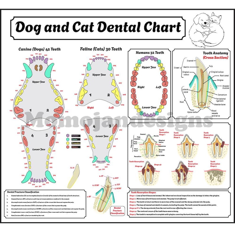 Dog & Cat Dental Anatomy Chart: Veterinary Poster (digital Download ...