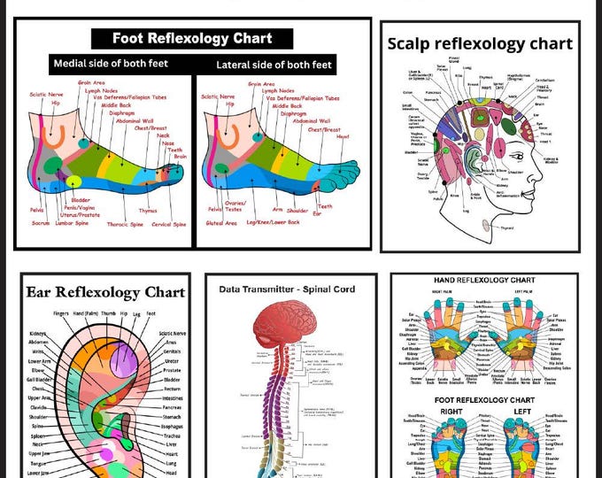 TEETH REFLEXOLOGY CHART, Teeth That Connects to Organs and Nerves - Etsy