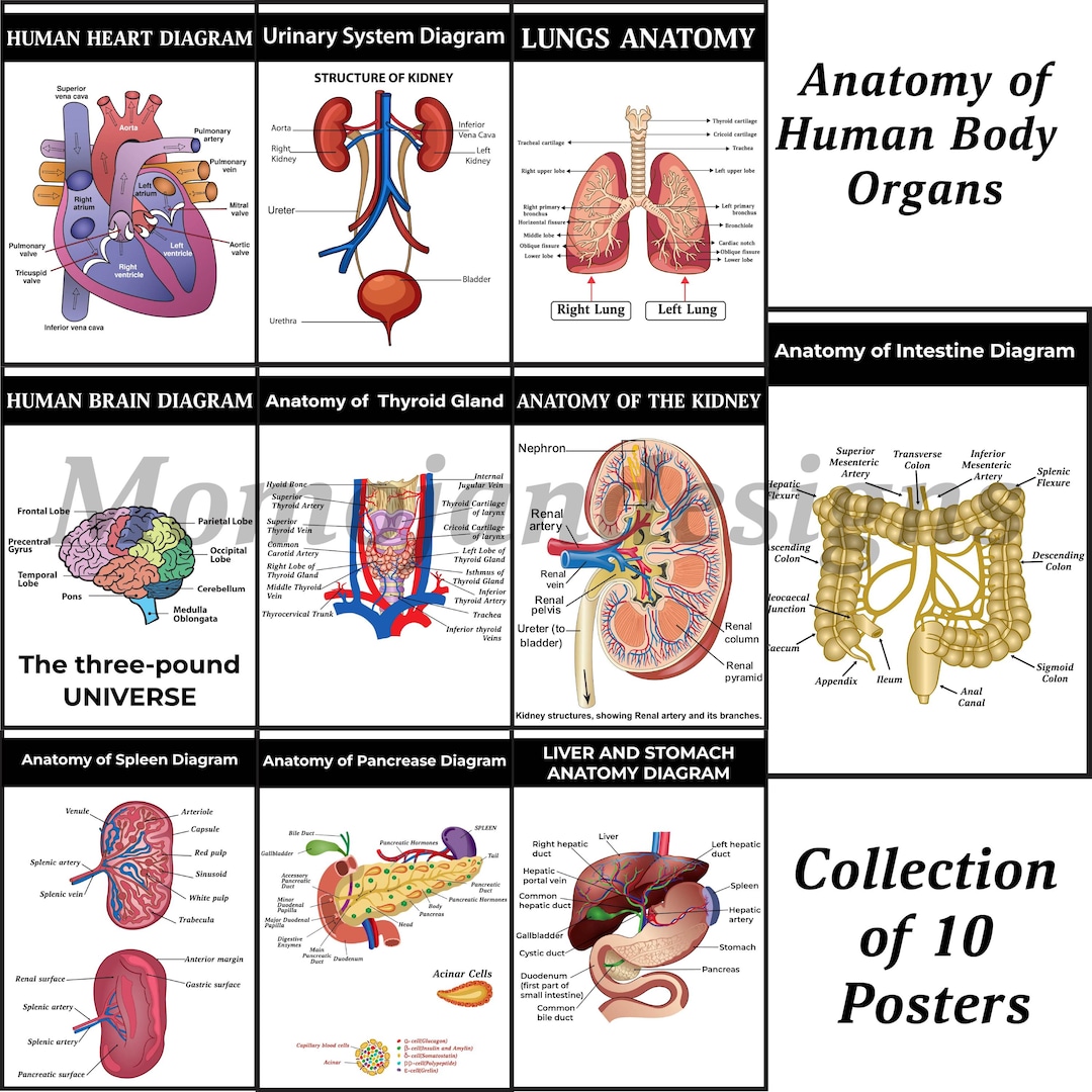 Human Anatomy Diagrams Bundle, Medical Study Posters (10 Charts) - Etsy