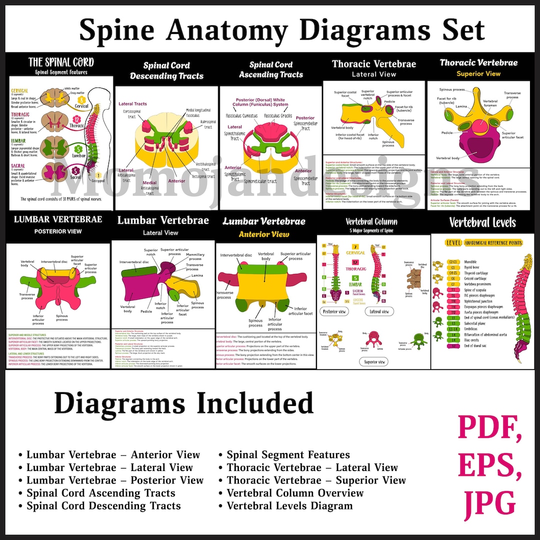 Spine Anatomy Diagrams Set, Vertebral Column Chart, Spinal Cord (PDF ...