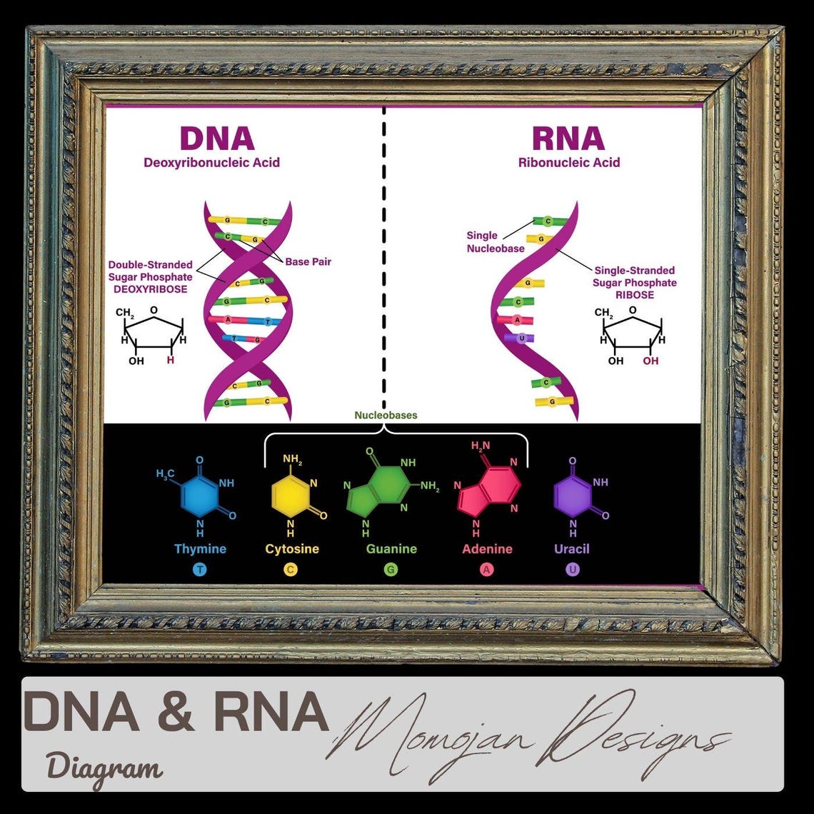DNA Vs RNA Biology Poster: Helix Diagram, Structure Art (digital Download) - Etsy