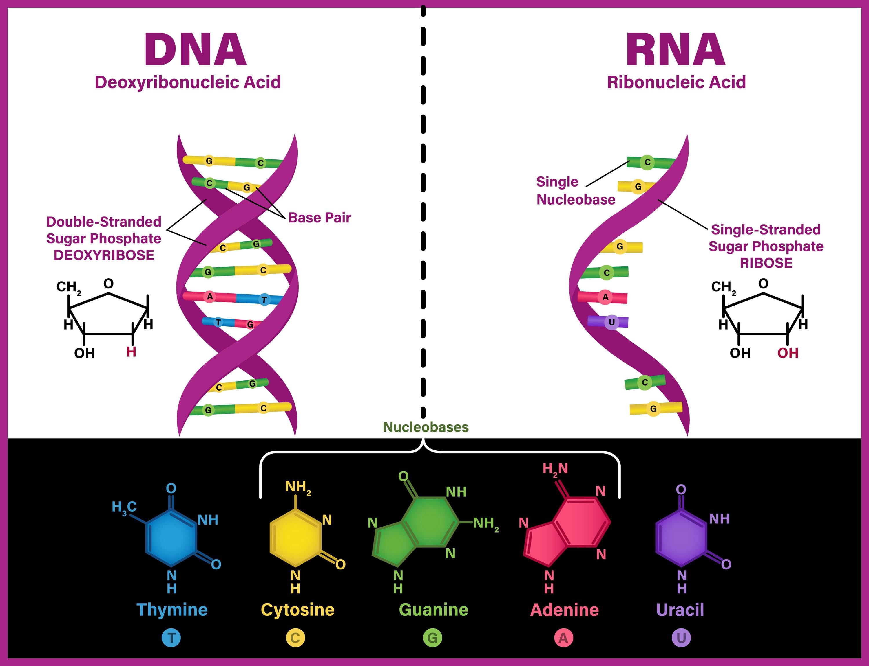 DNA Vs RNA Molecular Biology Helix Diagram Rna and Dna POSTER in Two ...