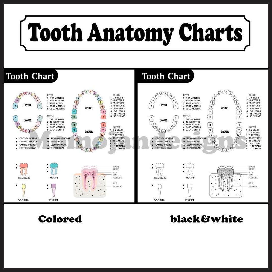 Tooth Anatomy Chart: Dental Reference Guide (digital Download) - Etsy