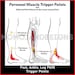 Foot Ankle Leg Pain Trigger Points Chart: Muscle Anatomy Poster ...