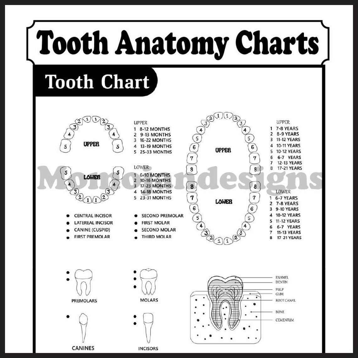 Tooth Anatomy Chart: Dental Reference Guide (digital Download) - Etsy