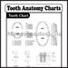 Tooth Anatomy Chart: Dental Reference Guide (digital Download) - Etsy