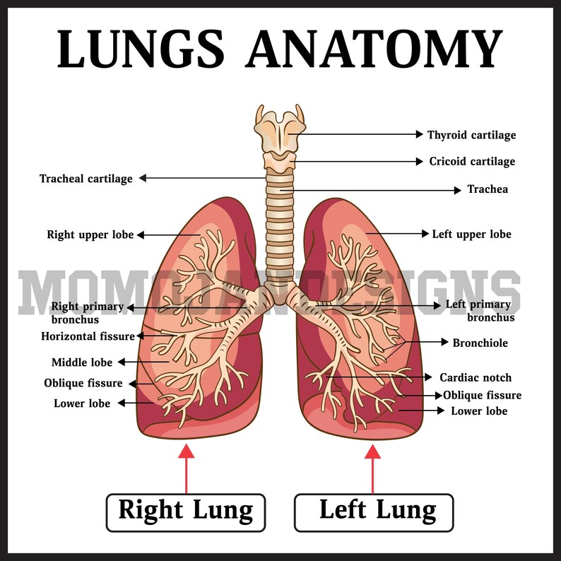 Human Anatomy Diagrams Bundle, Medical Study Posters (10 Charts) - Etsy