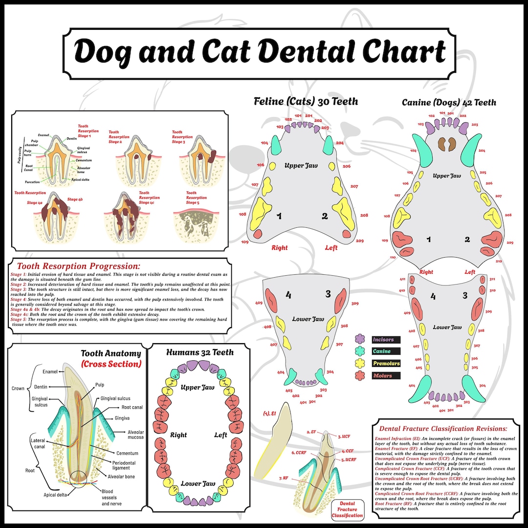 Dog & Cat Dental Anatomy Chart: Veterinary Poster (digital Download ...