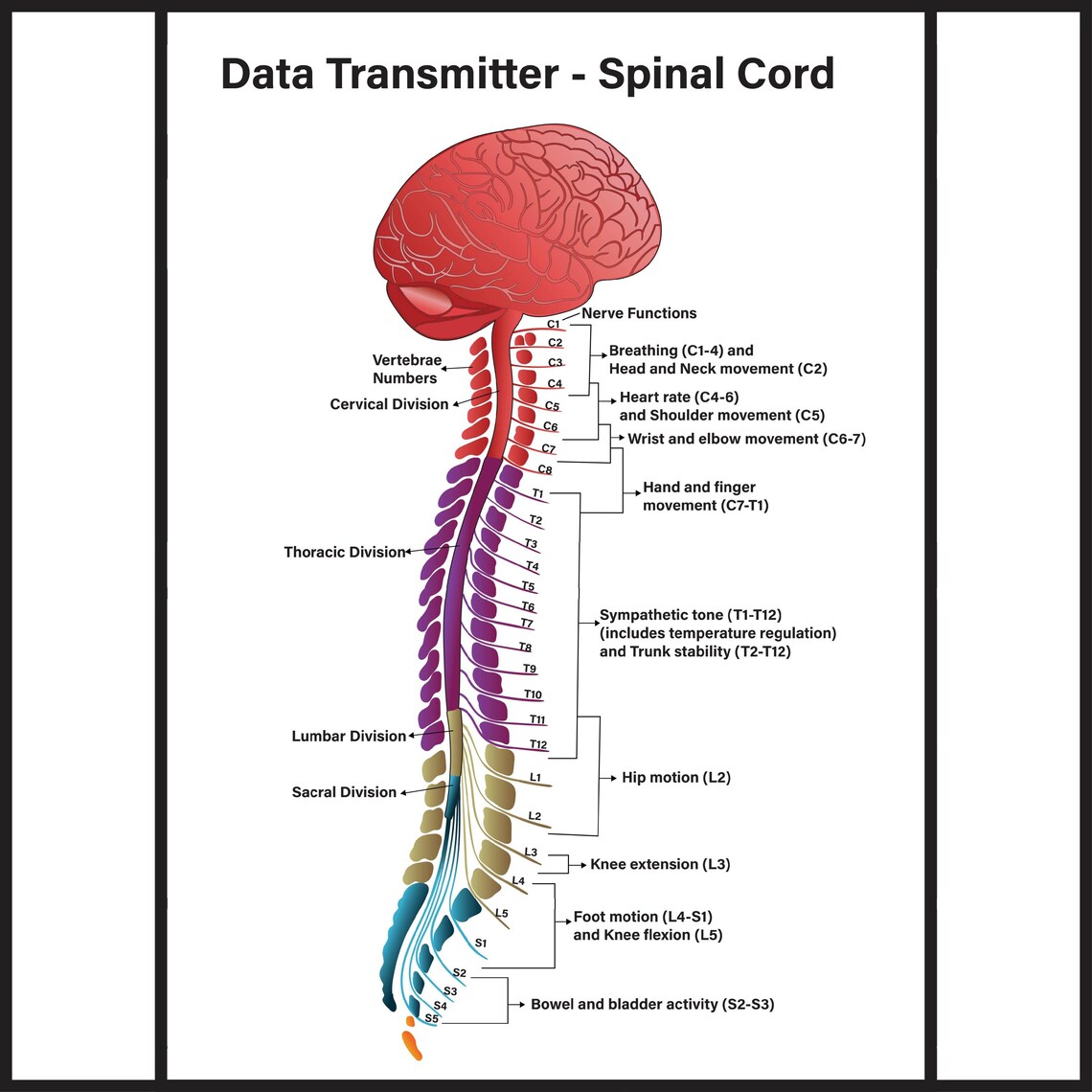 Reflexology Charts: Hand, Foot, Ear, Scalp & Spine (digital Download ...