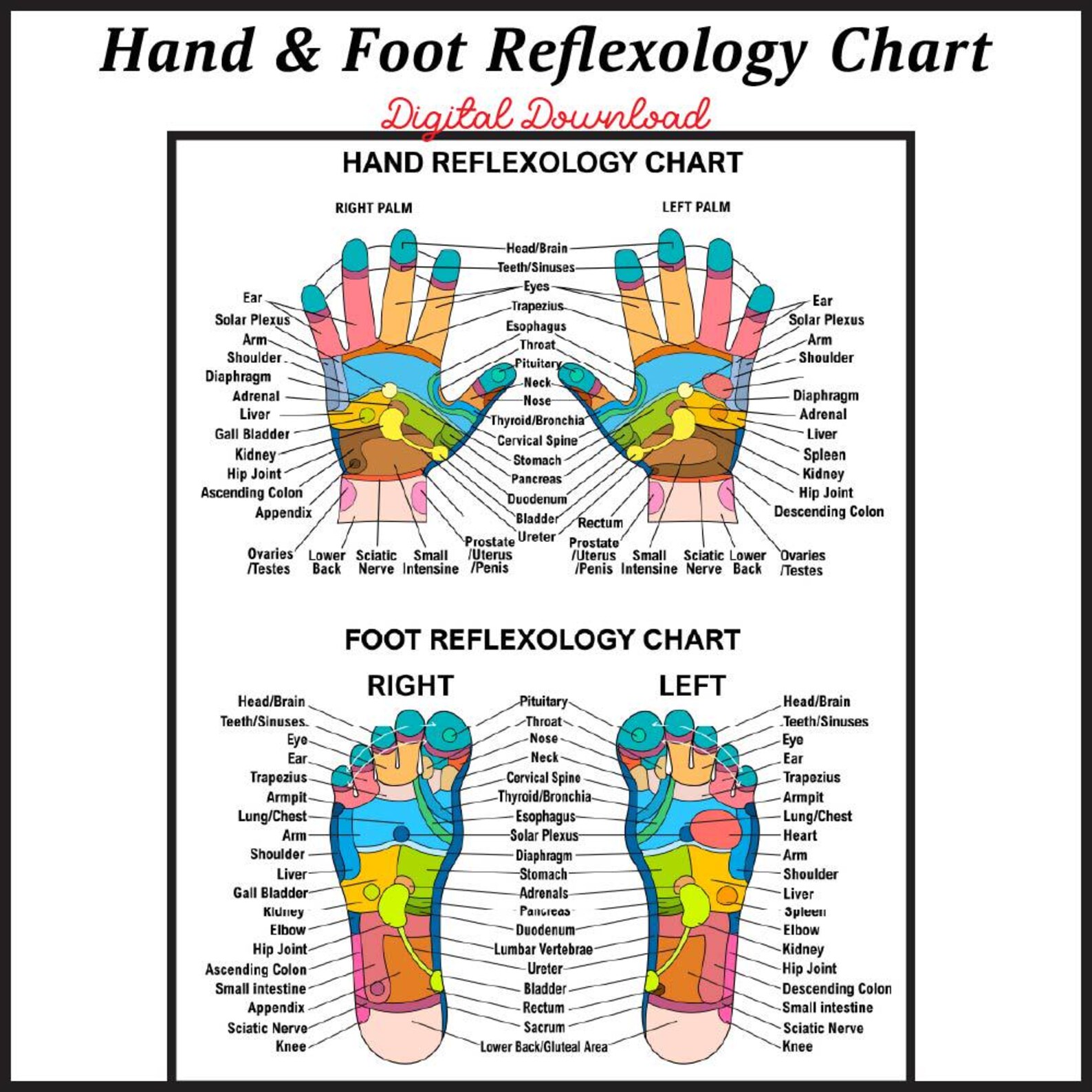 Reflexology Charts: Hand, Foot, Ear, Scalp & Spine (digital Download ...