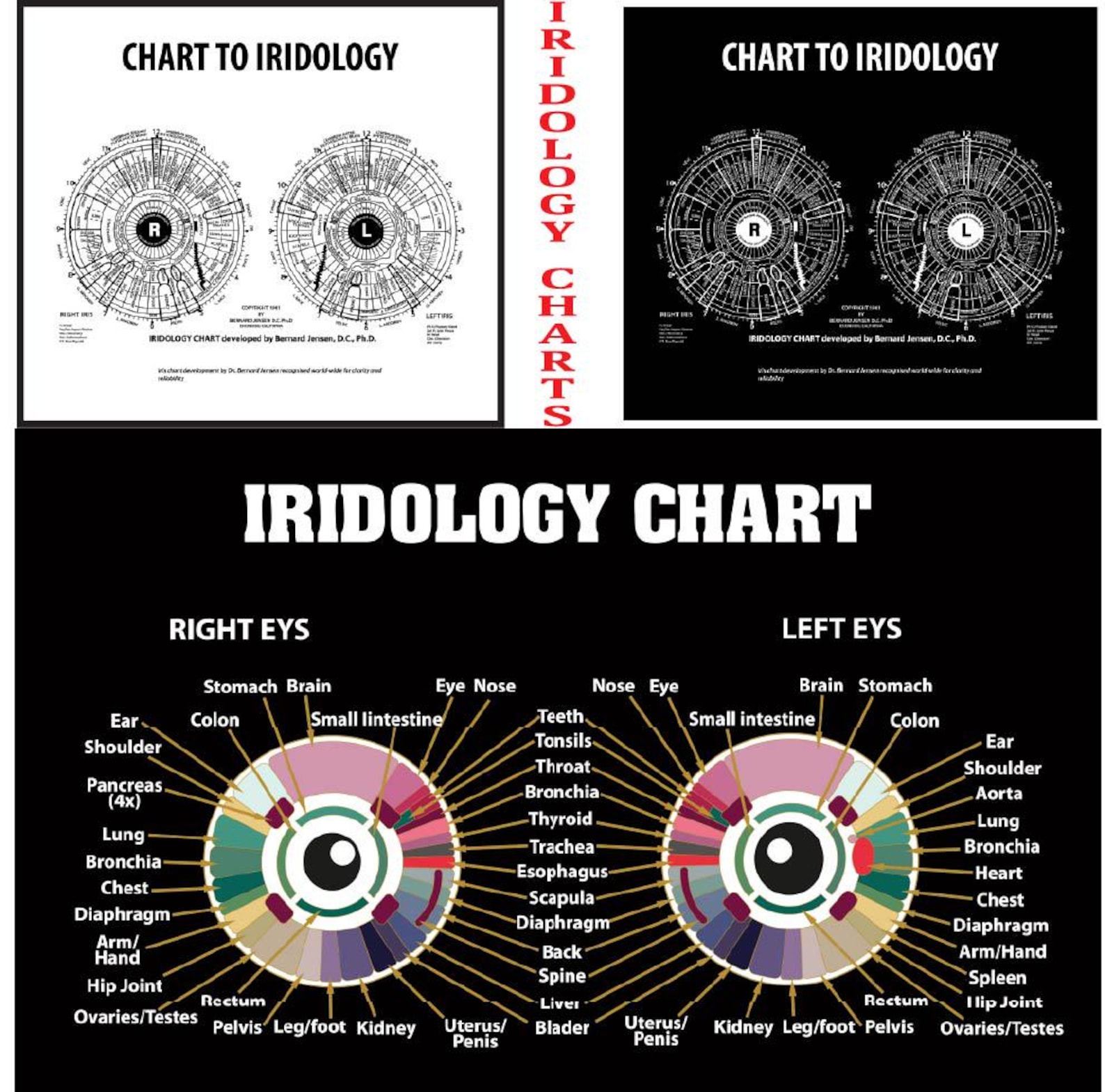 Dr. Bernard Jensen Iridology Chart Set: Eye Reflex Analysis (digital ...