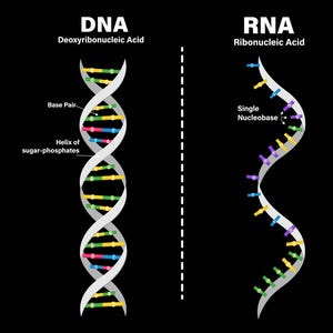 DNA Vs RNA Biology Poster: Helix Diagram, Structure Art (digital ...