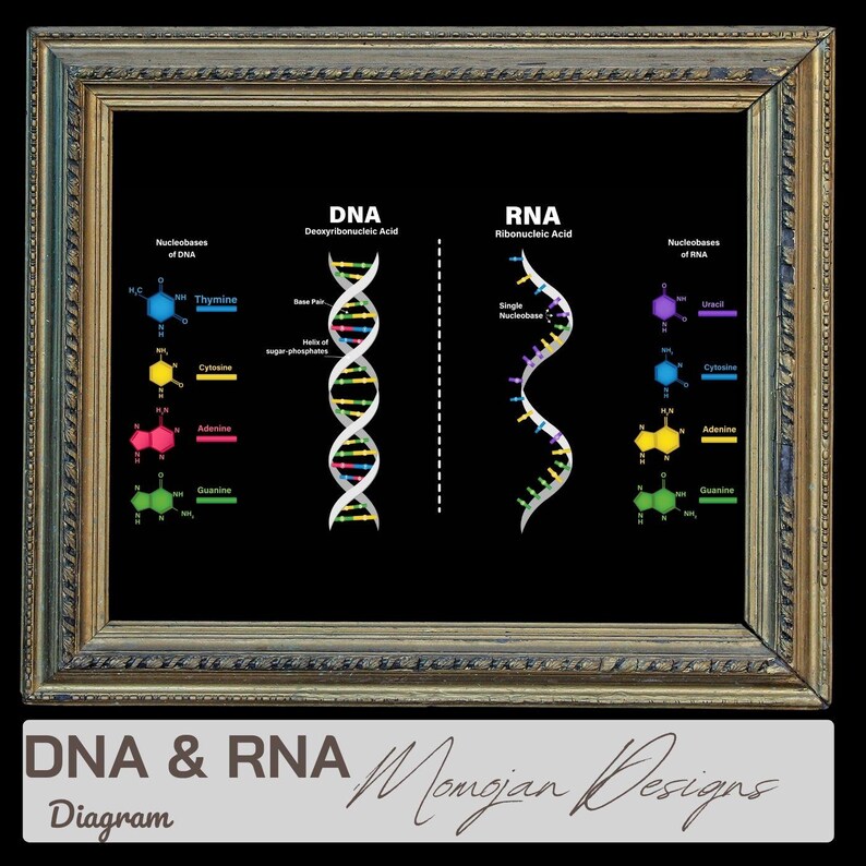 DNA Vs RNA Biology Poster: Helix Diagram, Structure Art (digital ...
