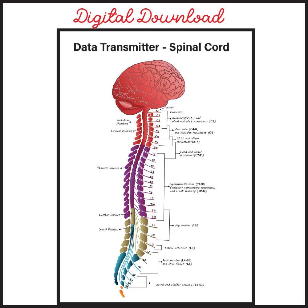 Reflexology Charts: Hand, Foot, Ear, Scalp & Spine (digital Download ...