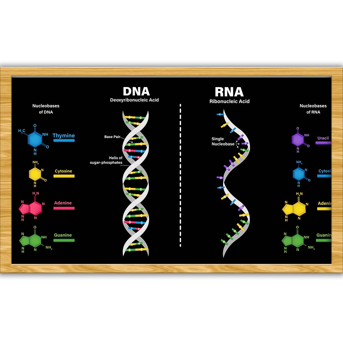 DNA Vs RNA Molecular Biology Helix Diagram Rna and Dna POSTER in Two ...