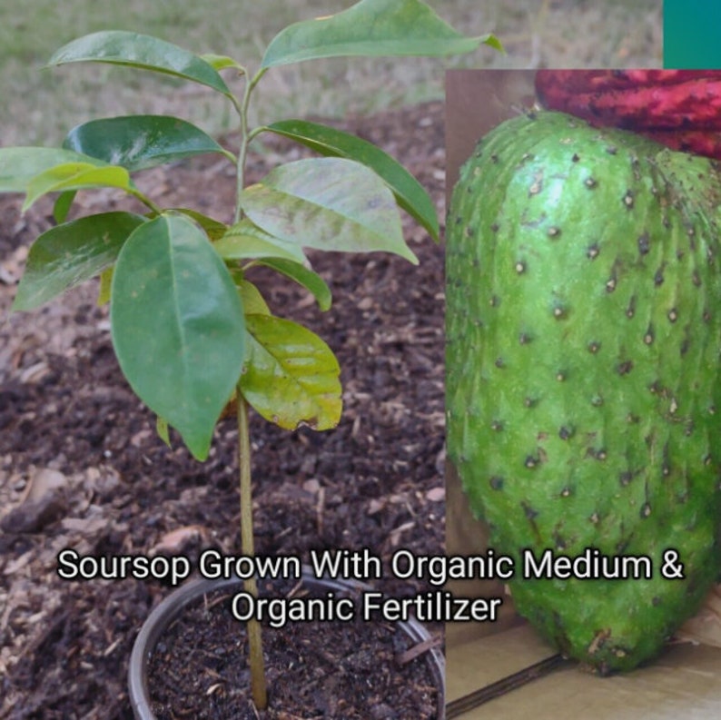 Soursop Tree Starter Plant Annona Muricata Graviola Soursop Guanabana Potted Tropical NATURALLY ...