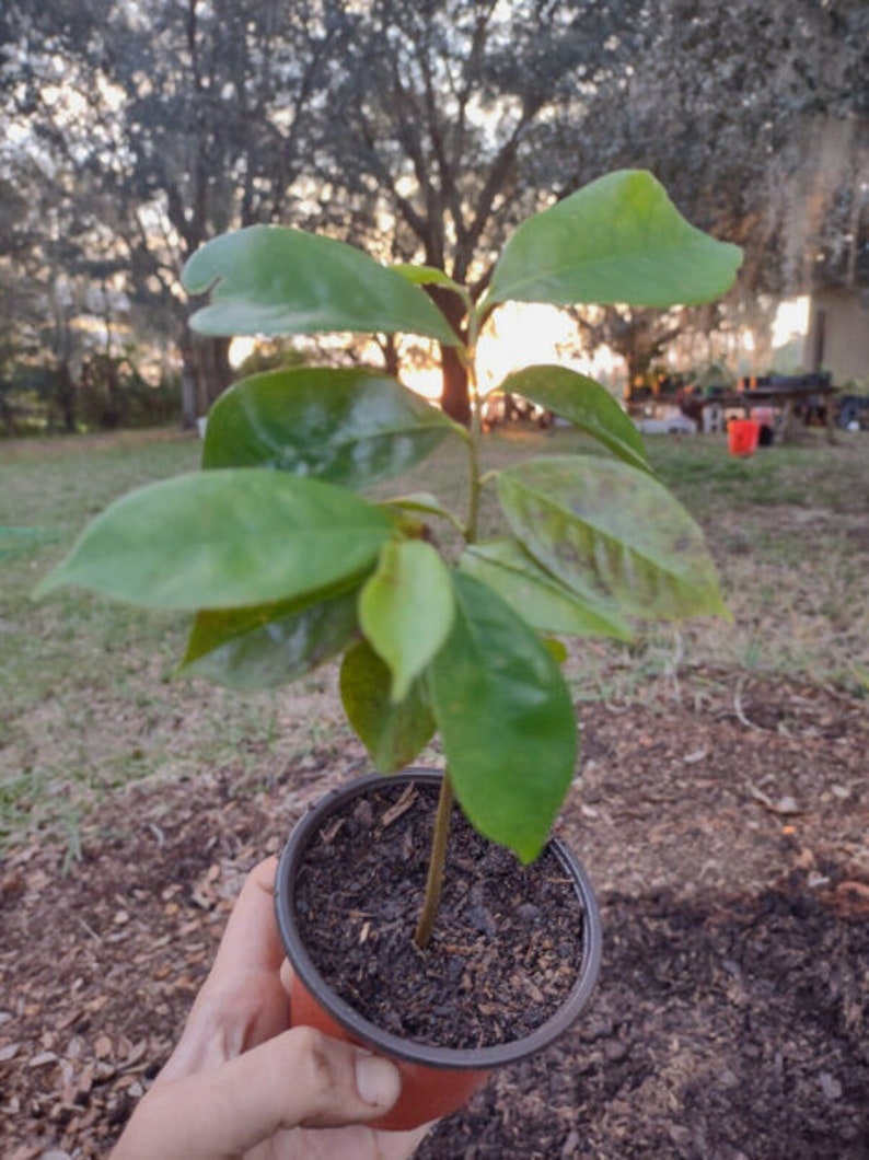 Soursop Tree Starter Plant Annona Muricata Graviola Soursop Guanabana ...