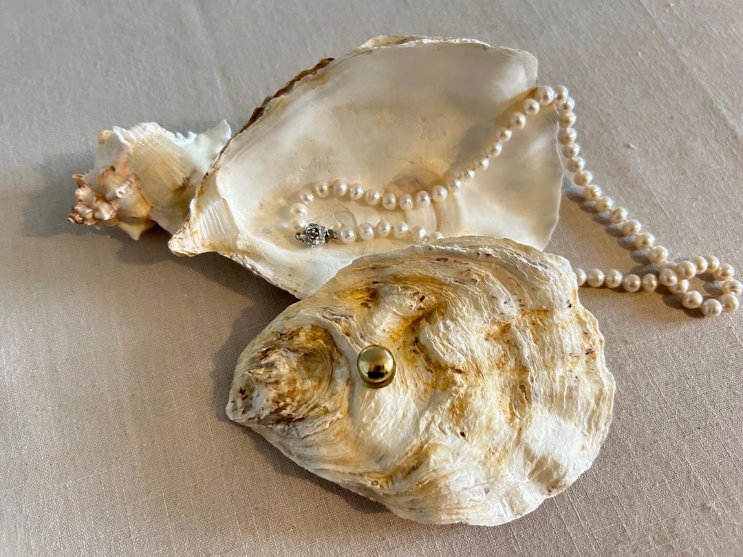 Natural Oyster Shell Jewelley Box. Coastal Home Decor Gift. Large ...