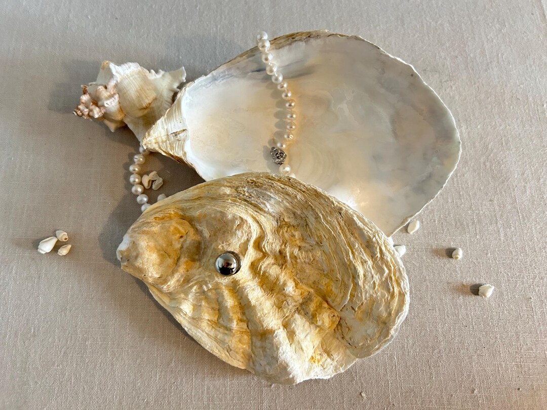 Natural Oyster Shell Jewellery Box With Silver Handle. Large Seashell ...