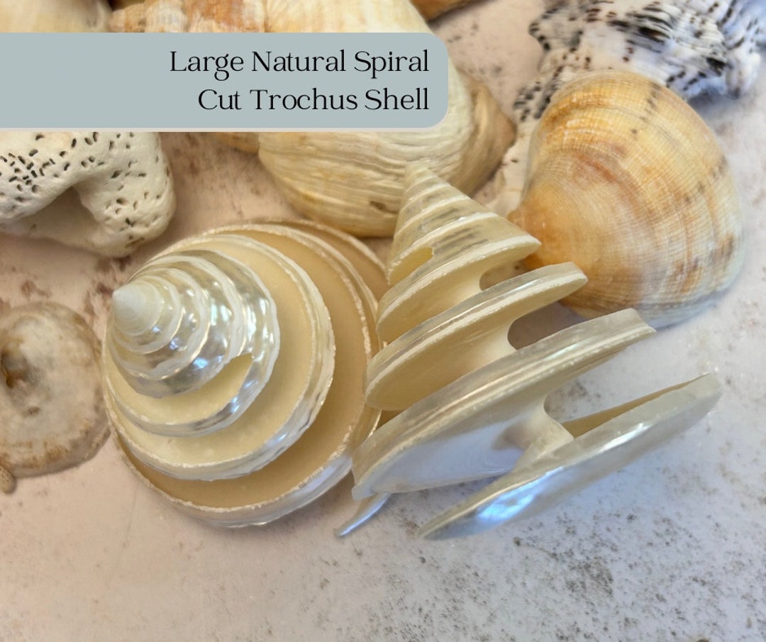 White Pearl Trocha Shell Table Decoration. Wedding Table Shell ...