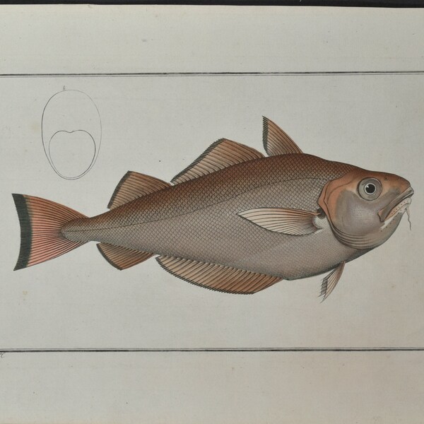 Antique Fish Print - Etsy