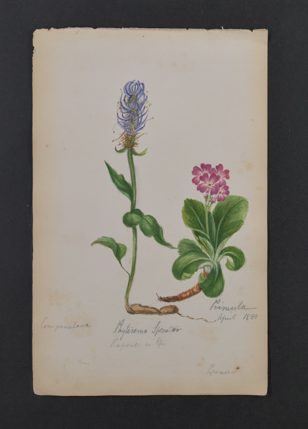 Original 19th Century Botanical Watercolor Painting Rampion and ...