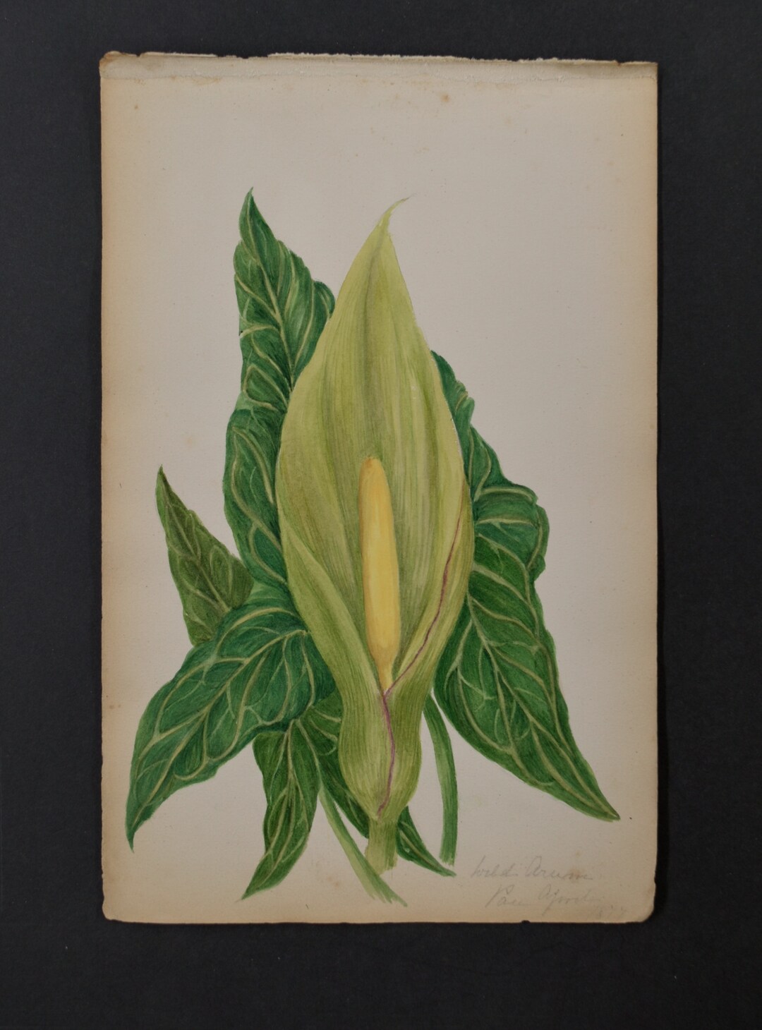 Original 19th Century Botanical Watercolor Painting - Arum by EB - Etsy