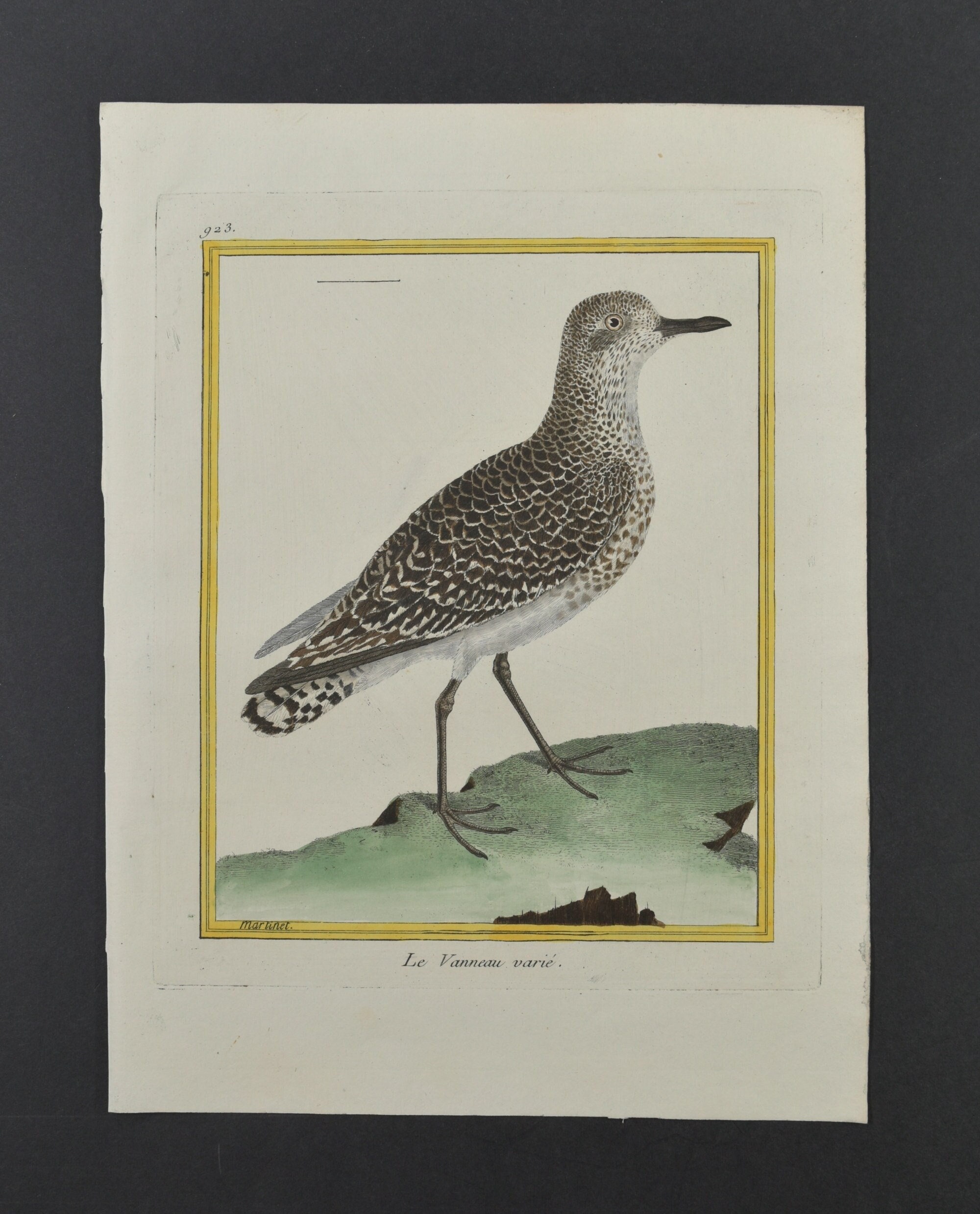 Original 18th C. White-tailed Lapwing Bird Print by Martinet Antique ...