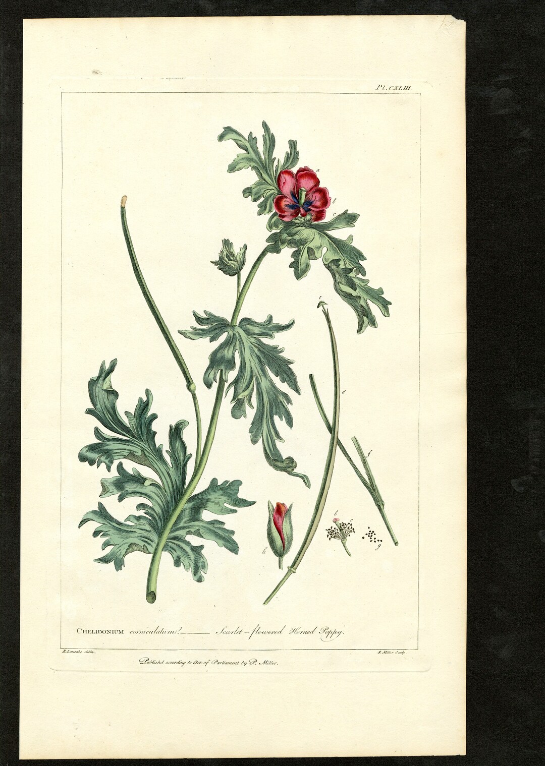 Original Phillip Miller Print 1807 Scarlet Flowered Horned Poppy Pl ...