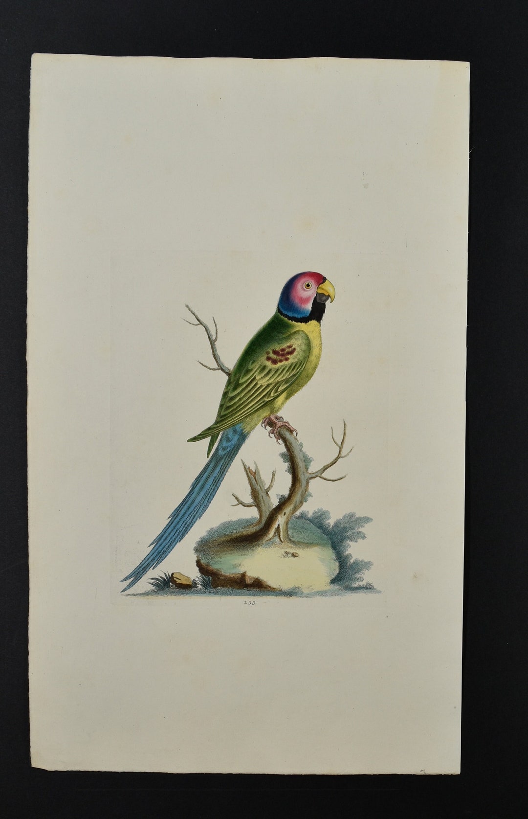 Original Folio George Edwards Bird Print - Plate 233 - Rofe Headed Ring ...