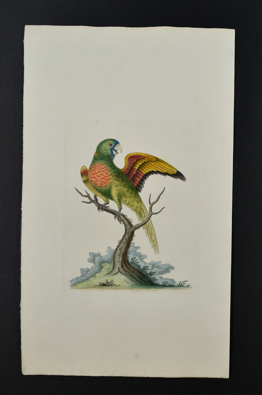 Original Folio George Edwards Bird Print Plate 232 Red - Etsy