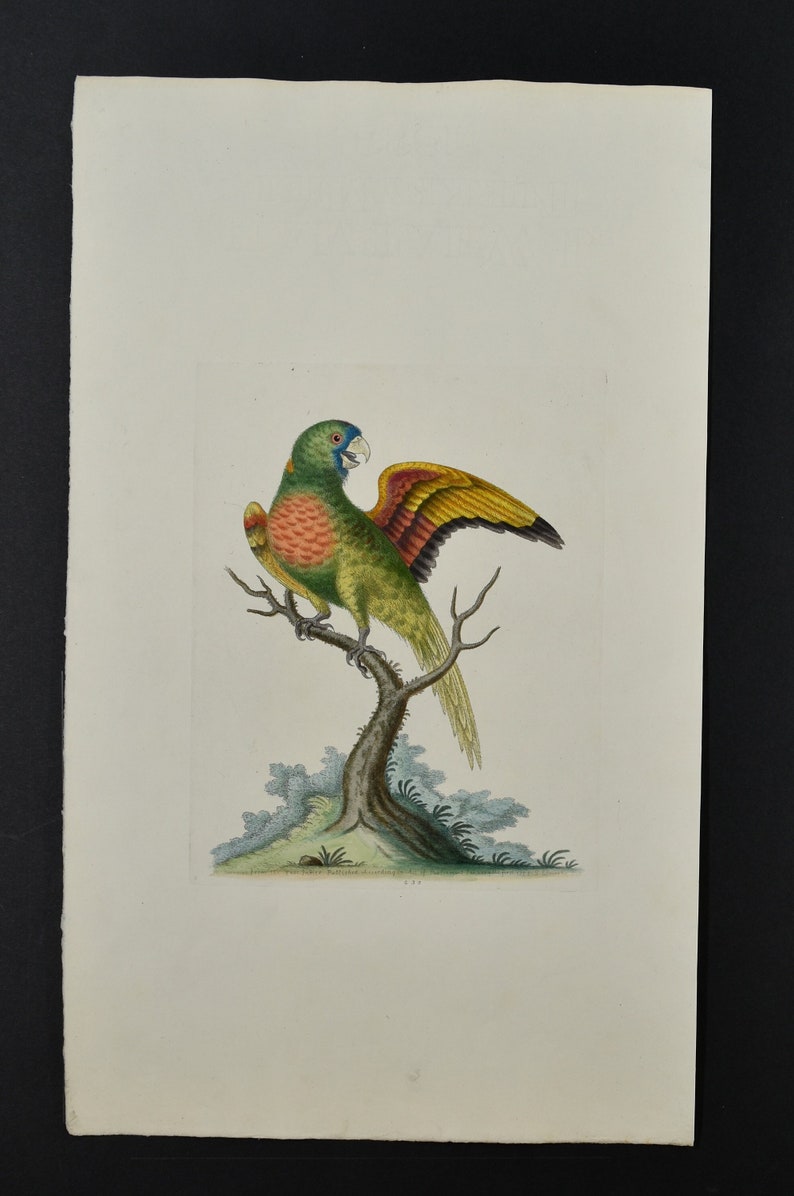 Original Folio George Edwards Bird Print Plate 232 Red - Etsy