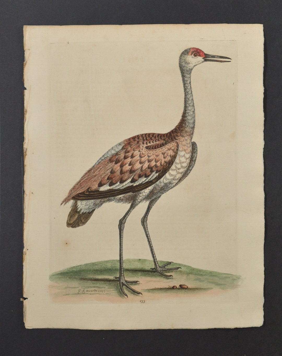 Original 1749 George Edwards Bird Print - Plate 133 - Brown and ...