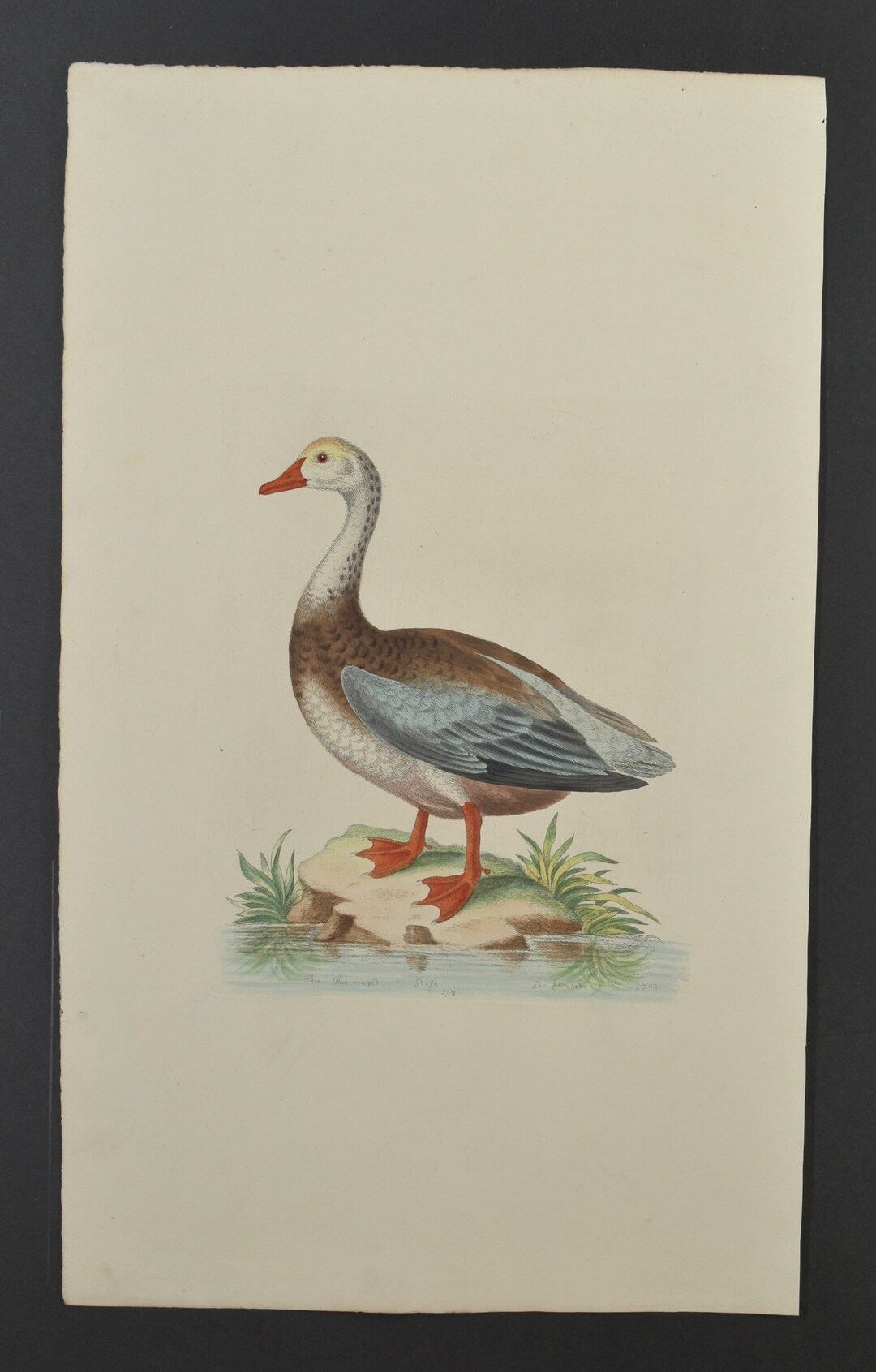 Original Folio George Edwards Bird Print Plate 152 Blue - Etsy