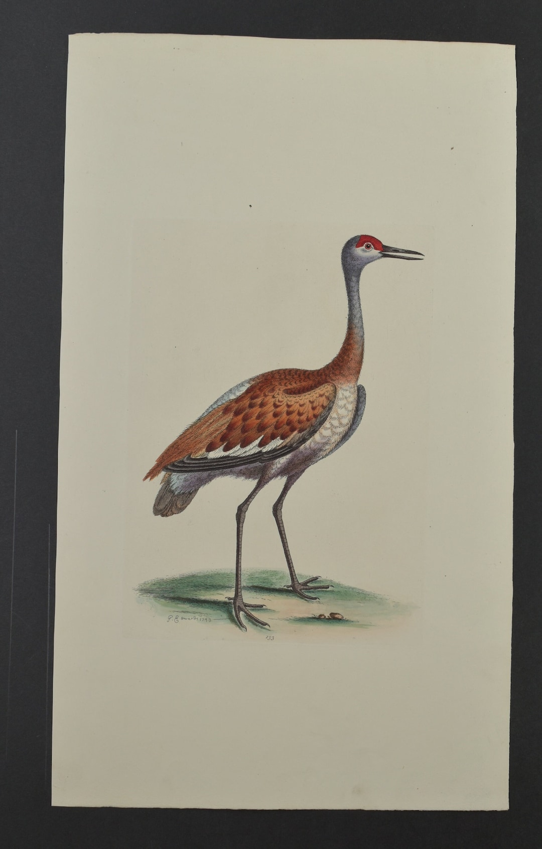 Original Folio George Edwards Bird Print - Plate 133 - Brown and ...