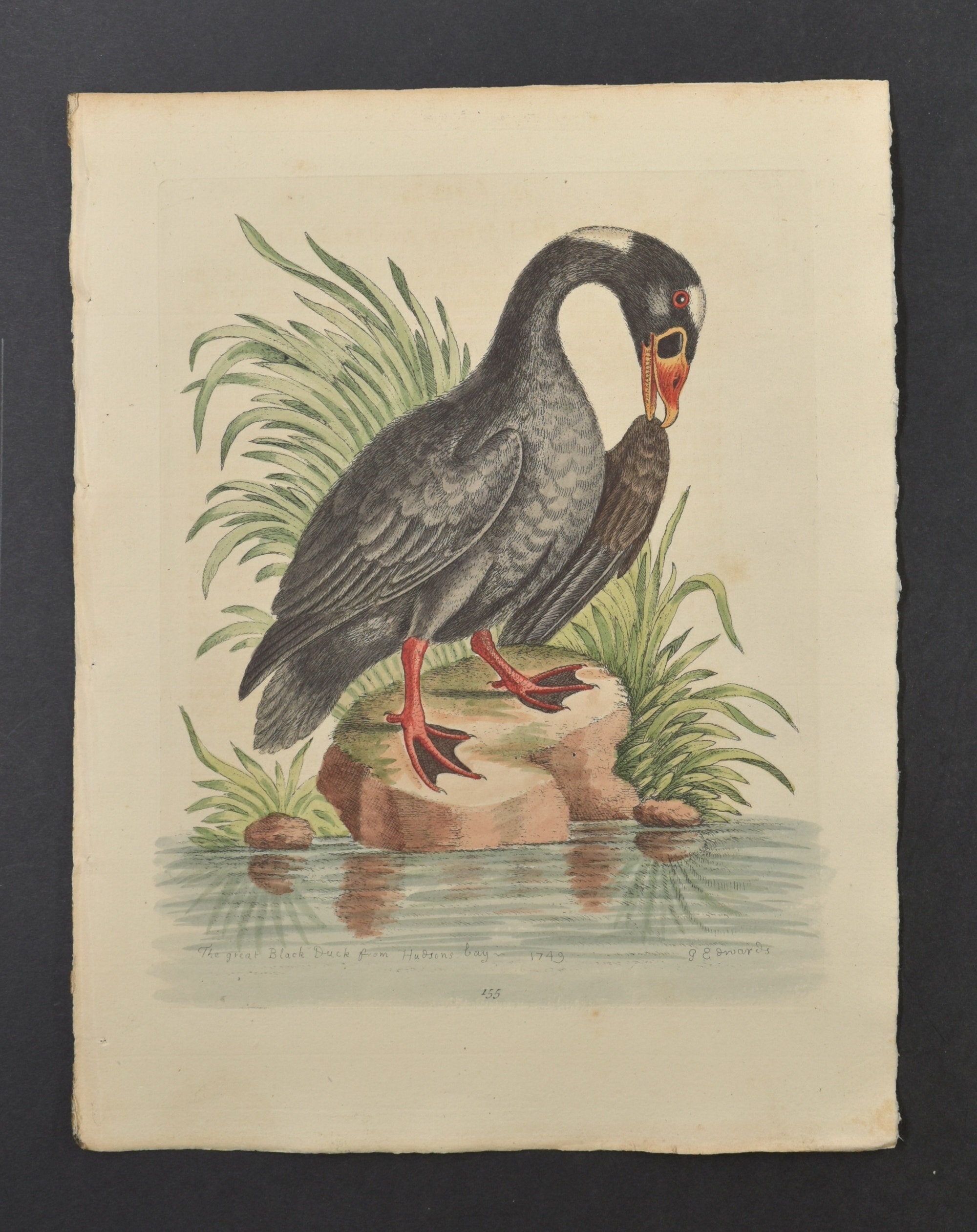 Original 1749 George Edwards Bird Print Plate 155 Great Black Duck - Etsy
