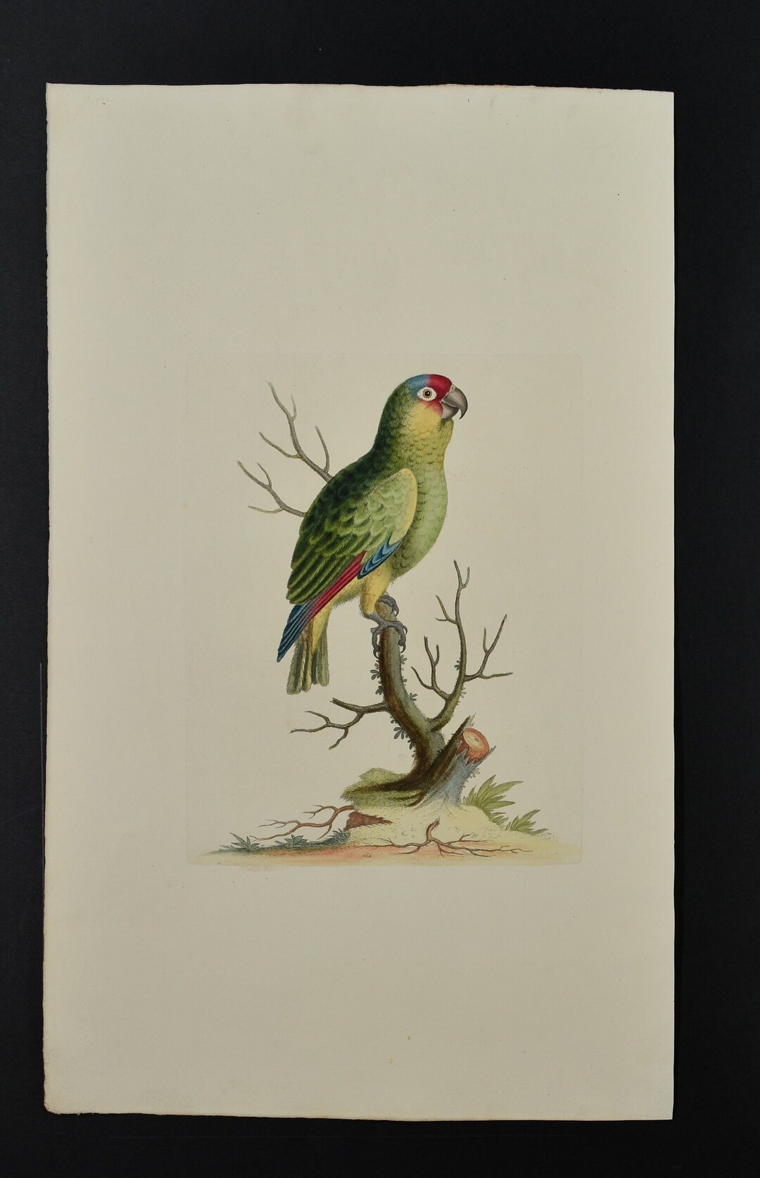 Original Folio George Edwards Bird Print - Plate 164 - Leffer Green ...