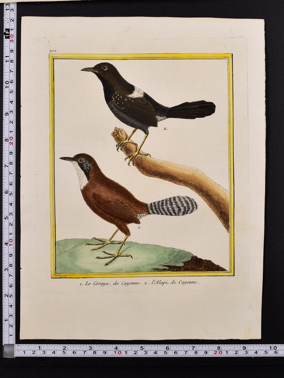 Original 18th C. Wren Print by Martinet Antique Hand Colored ...