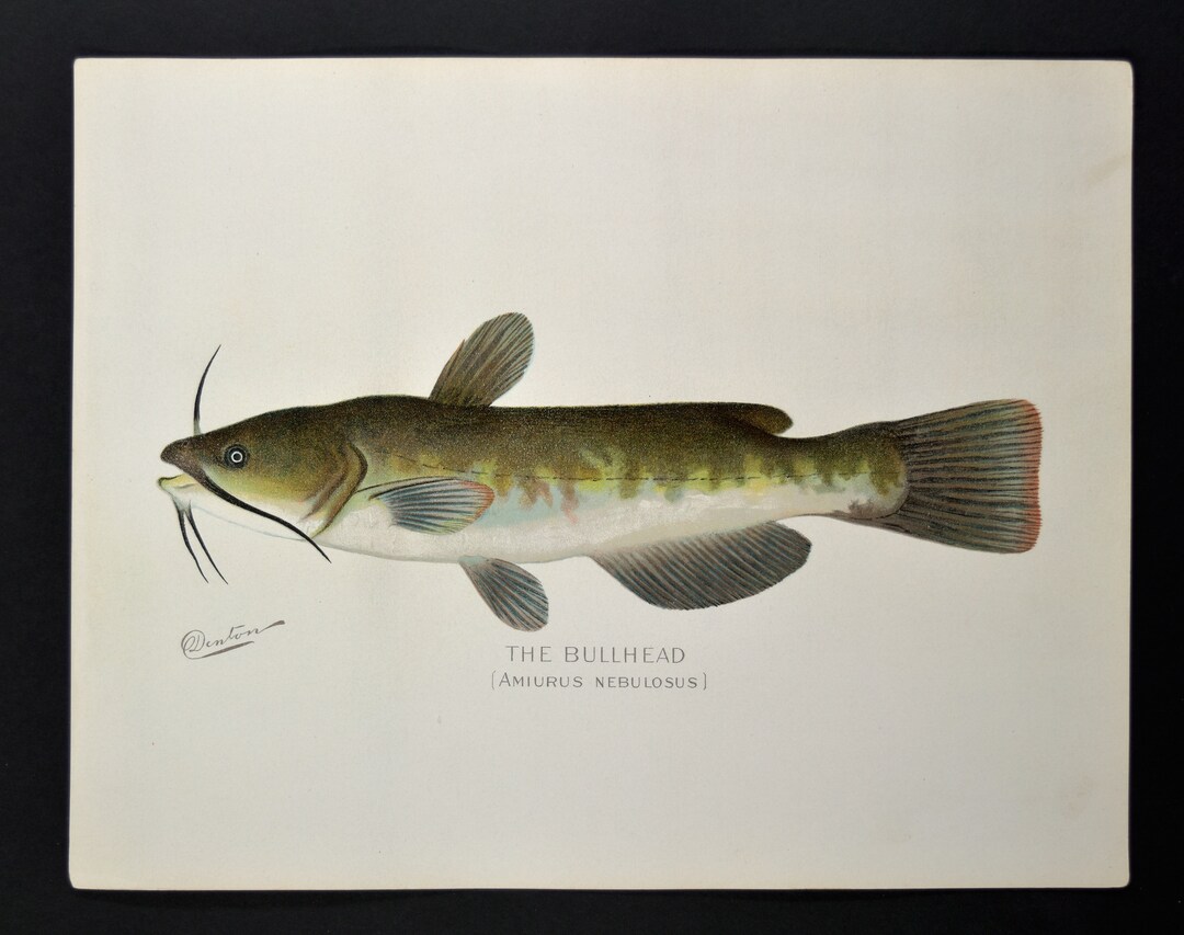 Original Denton Fish 'the Bullhead' - Etsy