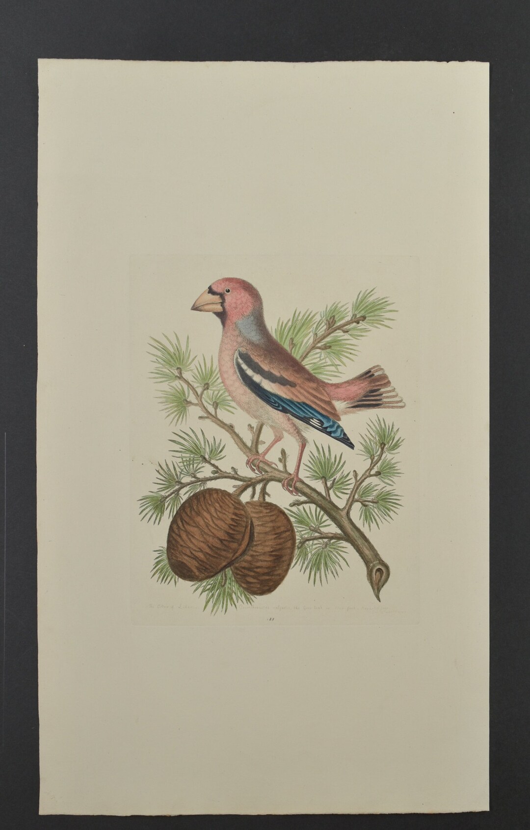 Original Folio George Edwards Bird Print - Plate 188 - Gross Beak, or ...