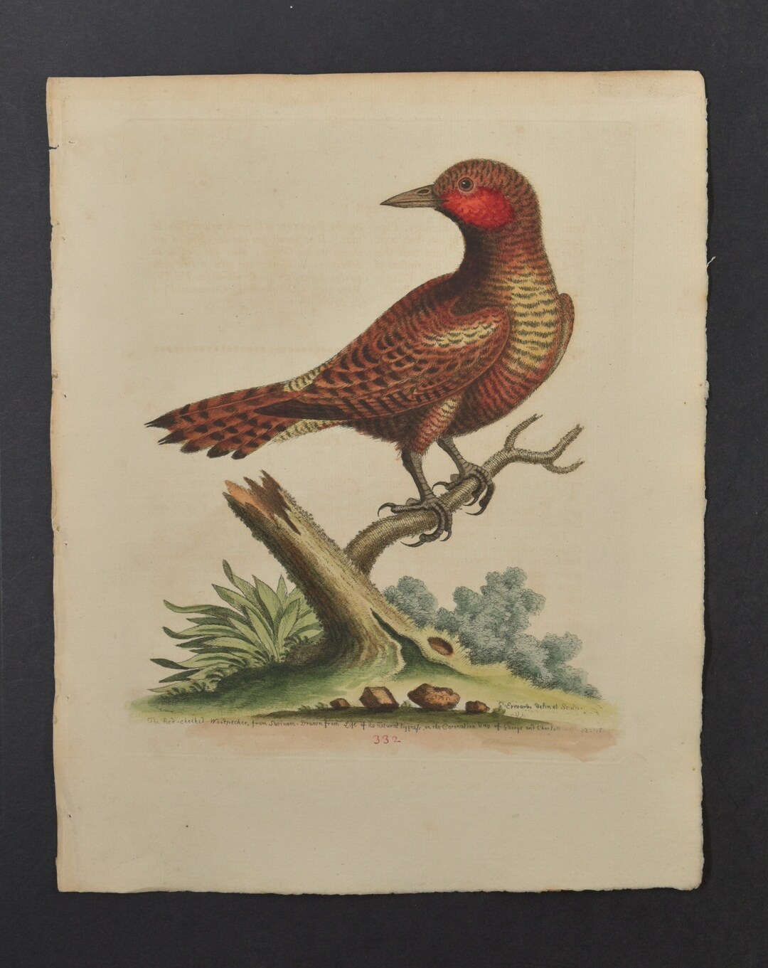 Original 1759 George Edwards Bird Print - Plate 332 - Red Check'd ...