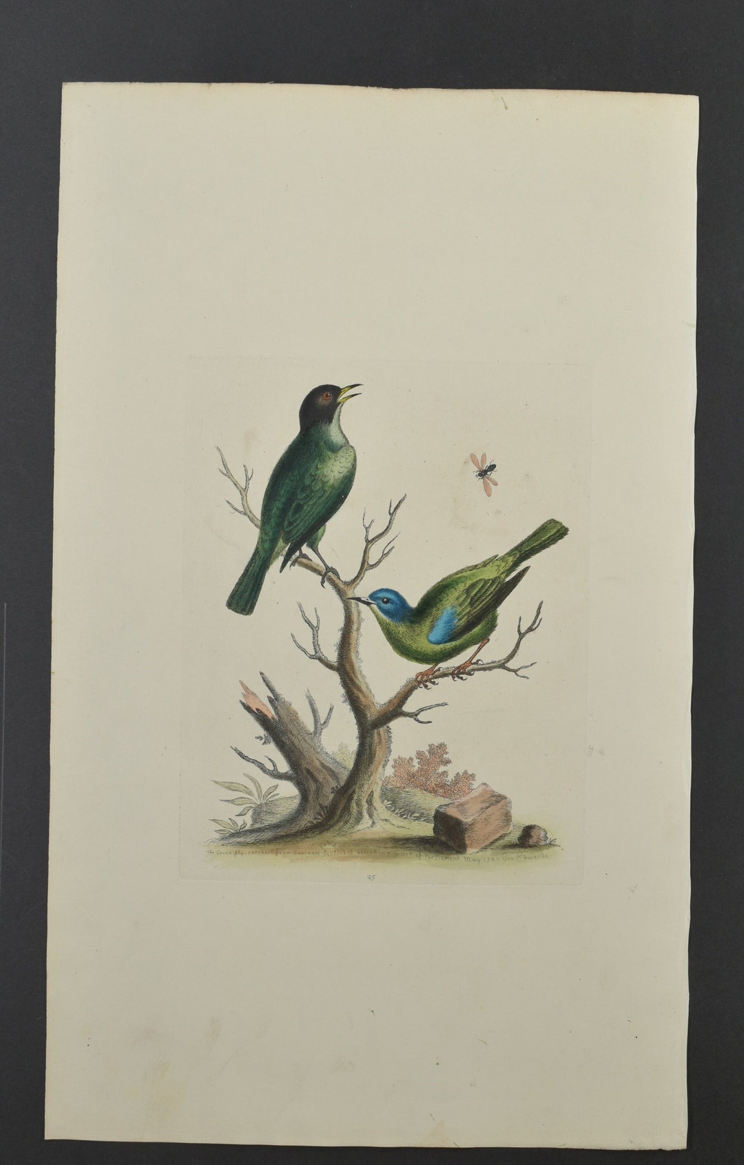 Original Folio George Edwards Bird Print - Plate 25 - Green Black Cap ...
