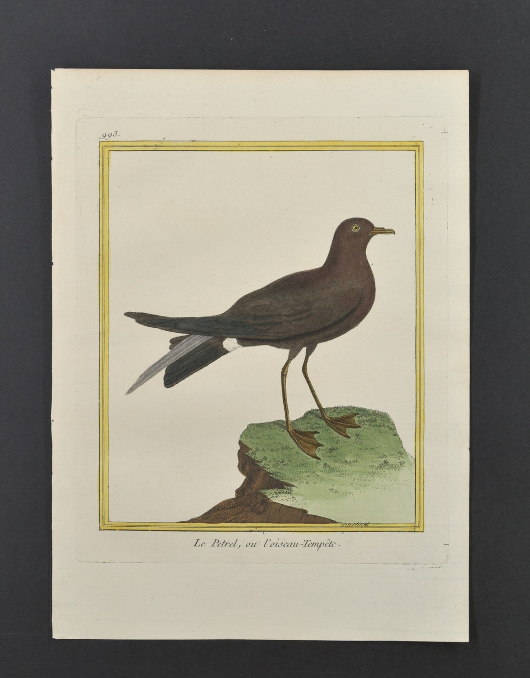 Original 18th C. Petrel Bird Print by Martinet Antique Hand - Etsy