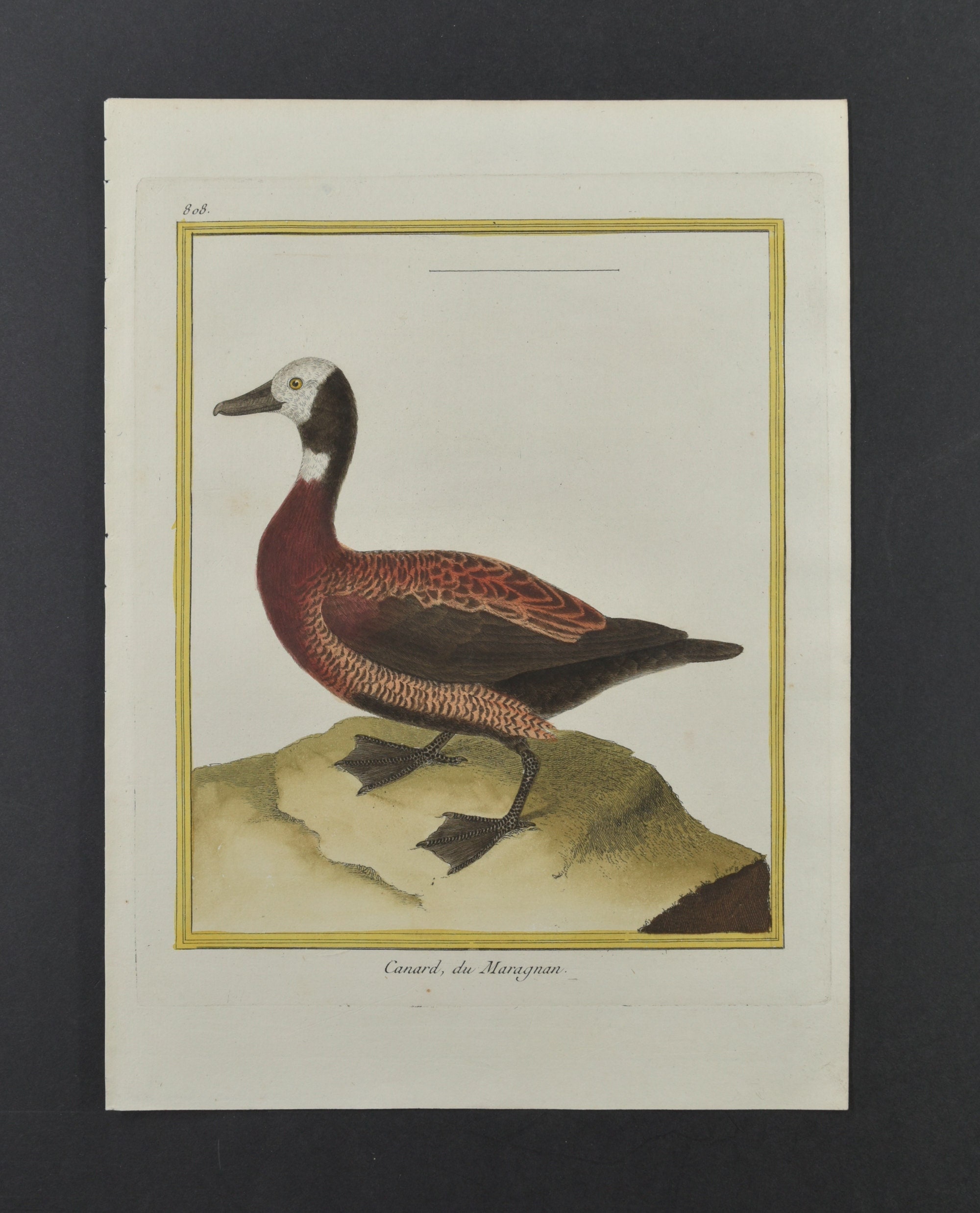 Original 18th C. Duck From Maragnan Bird Print by Martinet Antique Hand ...