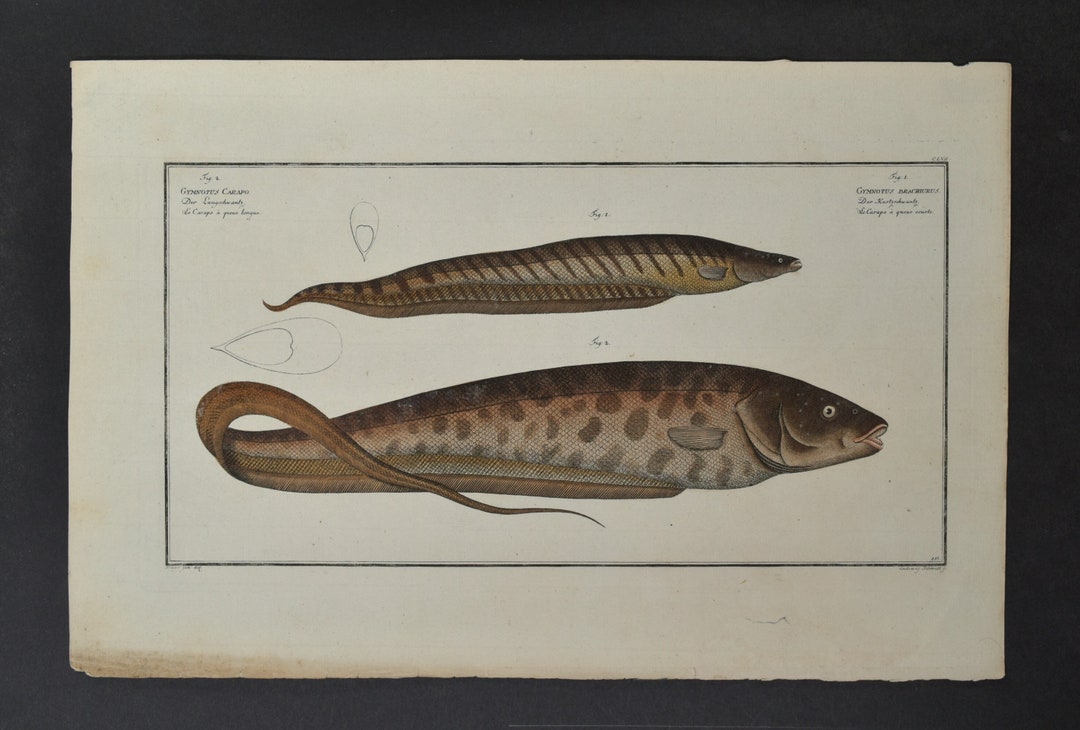Original 18th Century Markus Elieser Bloch Fish Print Plate 157 Banded ...
