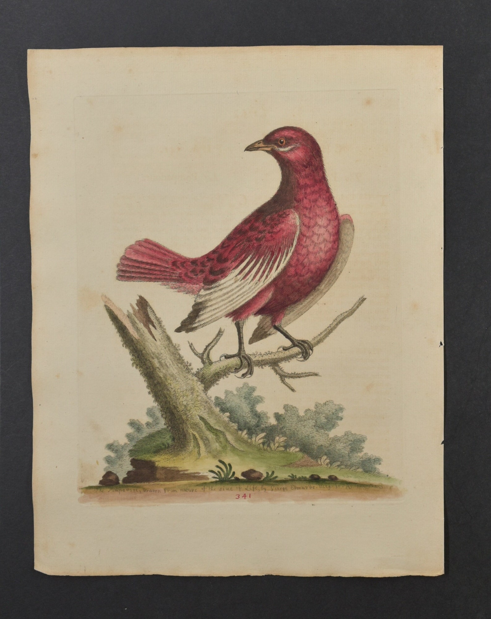 Original 1741 George Edwards Bird Print - Plate 341 - the Pompadour - Etsy