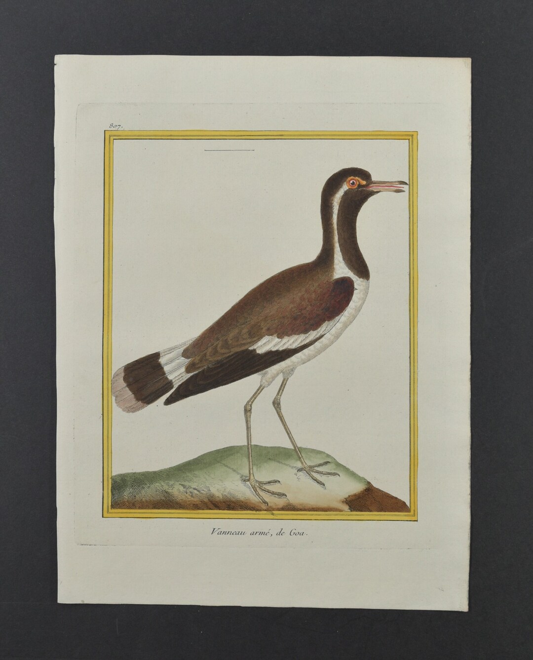 Original 18th C. Armed Lapwing From Goa Bird Print by Martinet Antique ...
