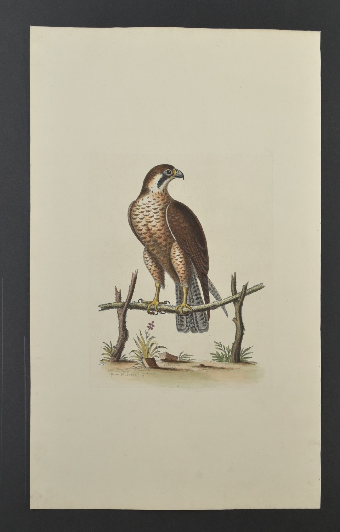 Original Folio George Edwards Bird Print - Plate 3 - Spotted Hawk or ...
