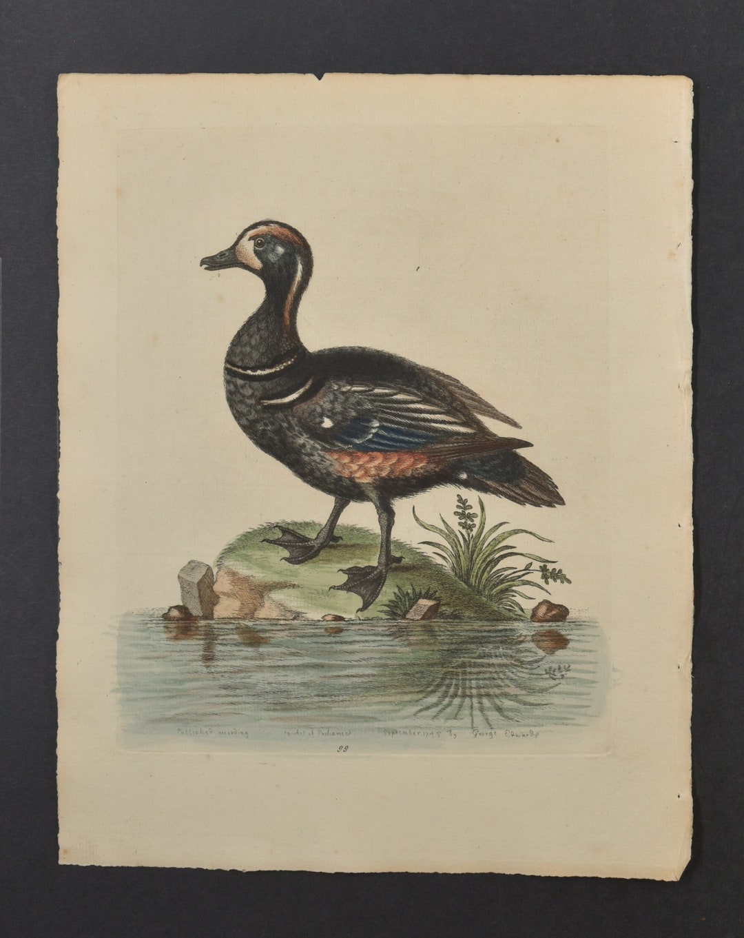 Original 1745 George Edwards Bird Print - Plate 99 - Dusky and Spotted ...