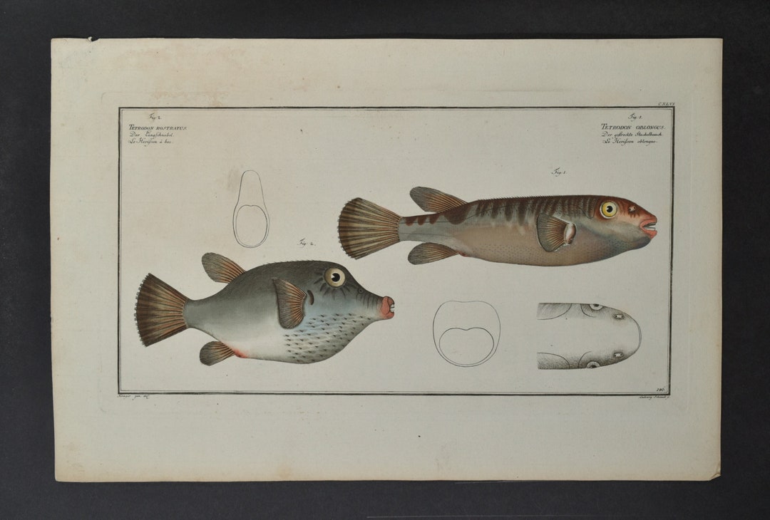 Original 18th Century Markus Elieser Bloch Fish Print Plate 146 Blow ...